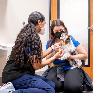 Our Values - Vet in Covina | Covina Animal Hospital