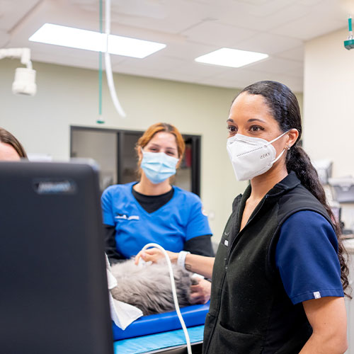 Diagnostic Testing - Vet in Covina | Covina Animal Hospital