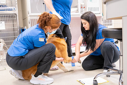 Service Pricing - Vet in Covina | Covina Animal Hospital