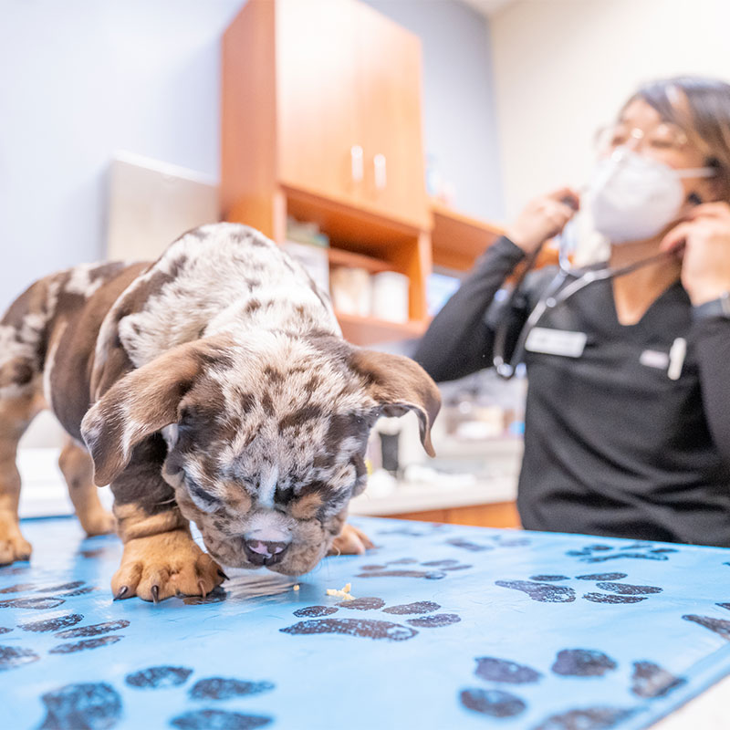 Rehabilitation Therapy - Vet in Covina | Covina Animal Hospital