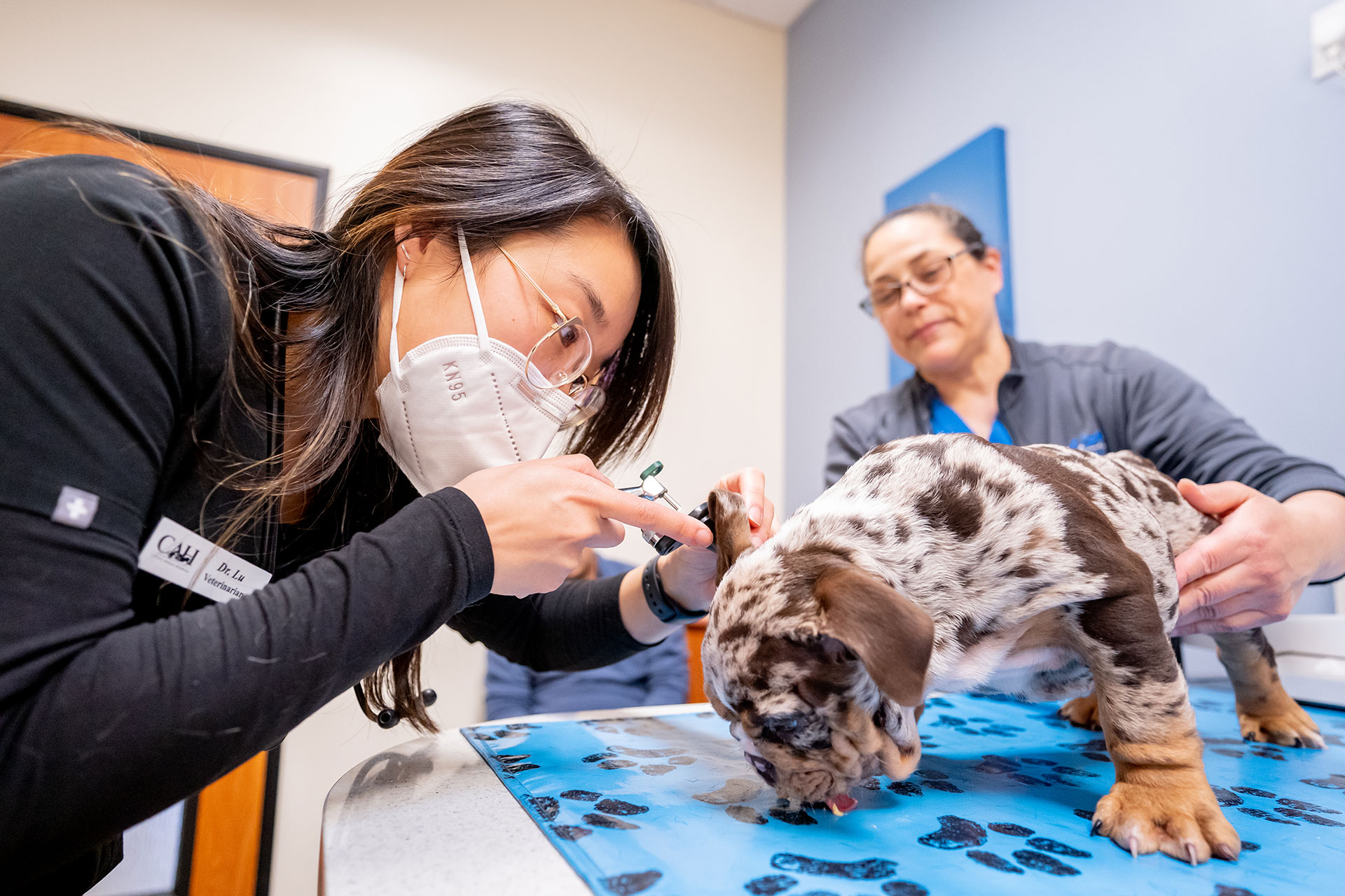 Rehabilitation Therapy - Vet in Covina | Covina Animal Hospital