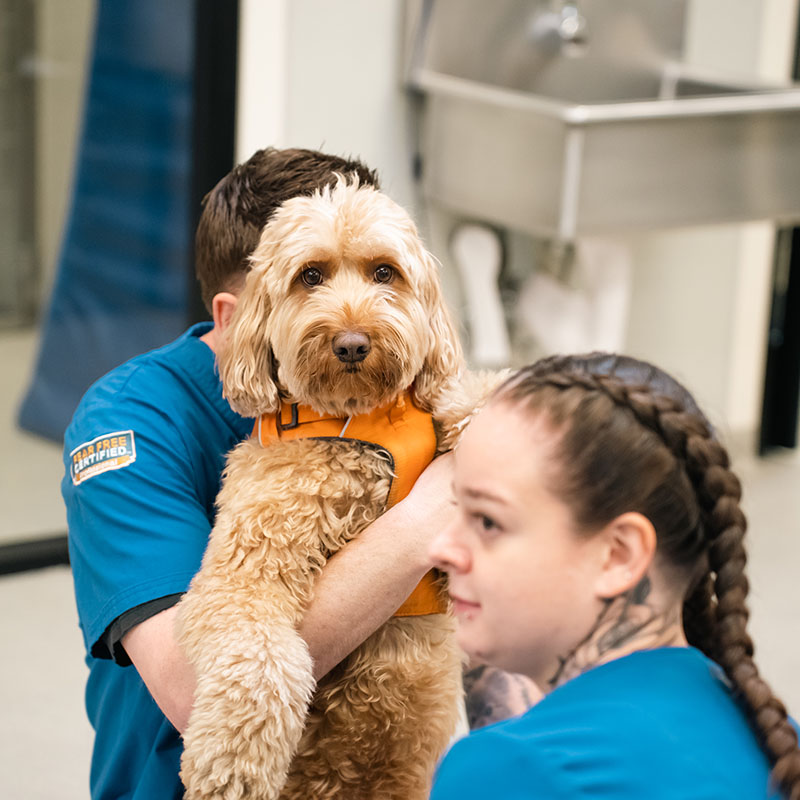 How To Make The Trip To The Veterinary Hospital Fear Free - Vet in ...