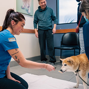 How To Pill Your Pet With Kindness - Vet in Covina | Covina Animal Hospital