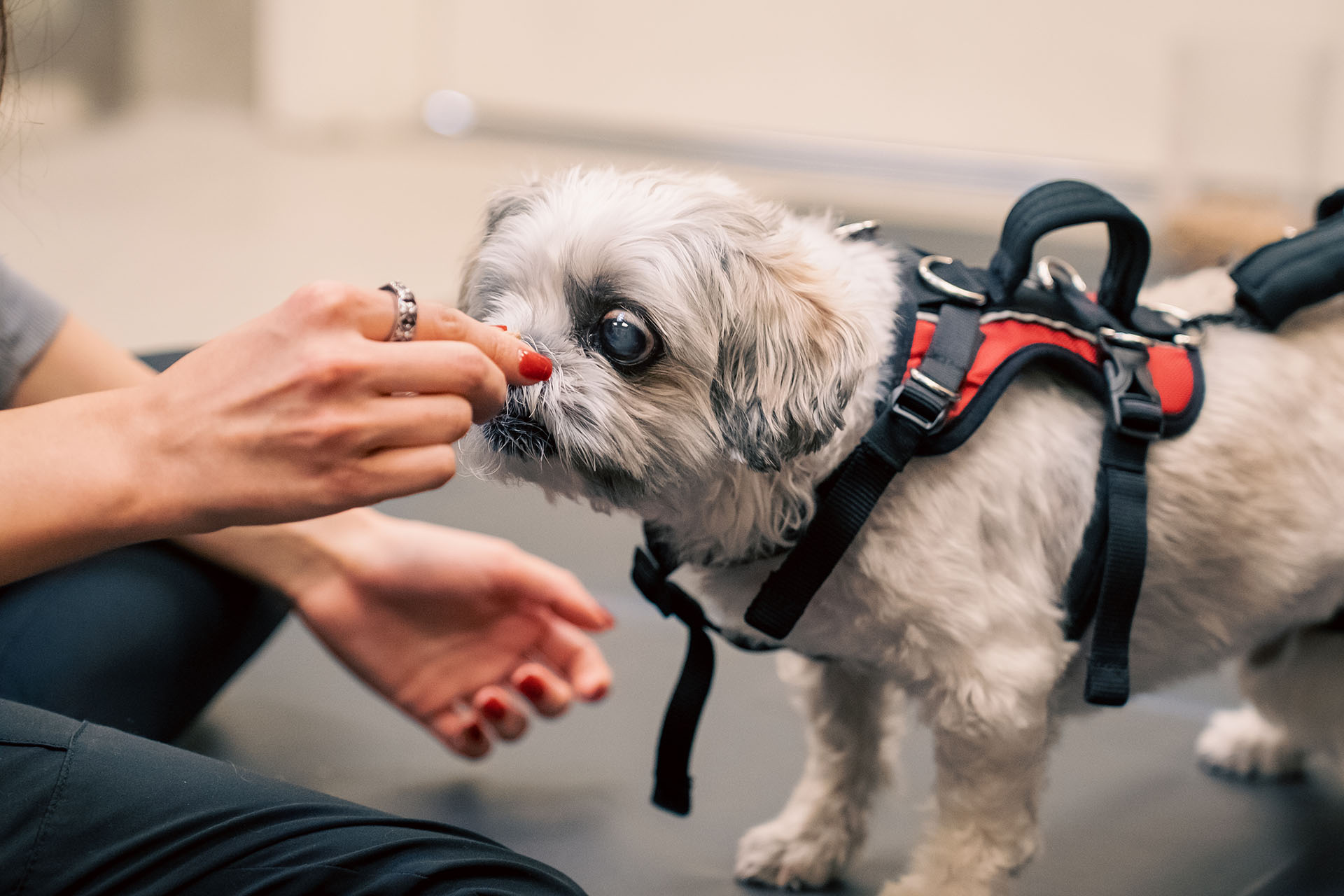 How To Pill Your Pet With Kindness - Vet in Covina | Covina Animal Hospital