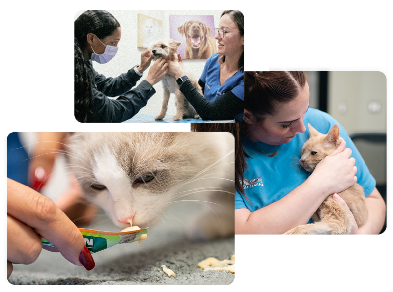 How To Pill Your Pet With Kindness - Vet in Covina | Covina Animal Hospital