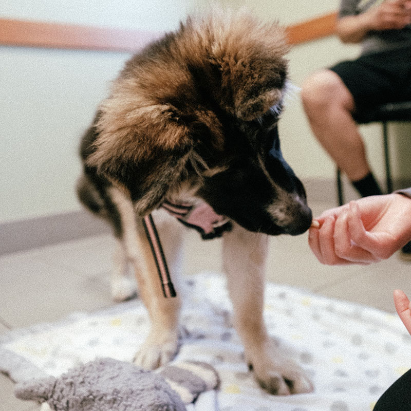 How To Pill Your Pet With Kindness - Vet in Covina | Covina Animal Hospital