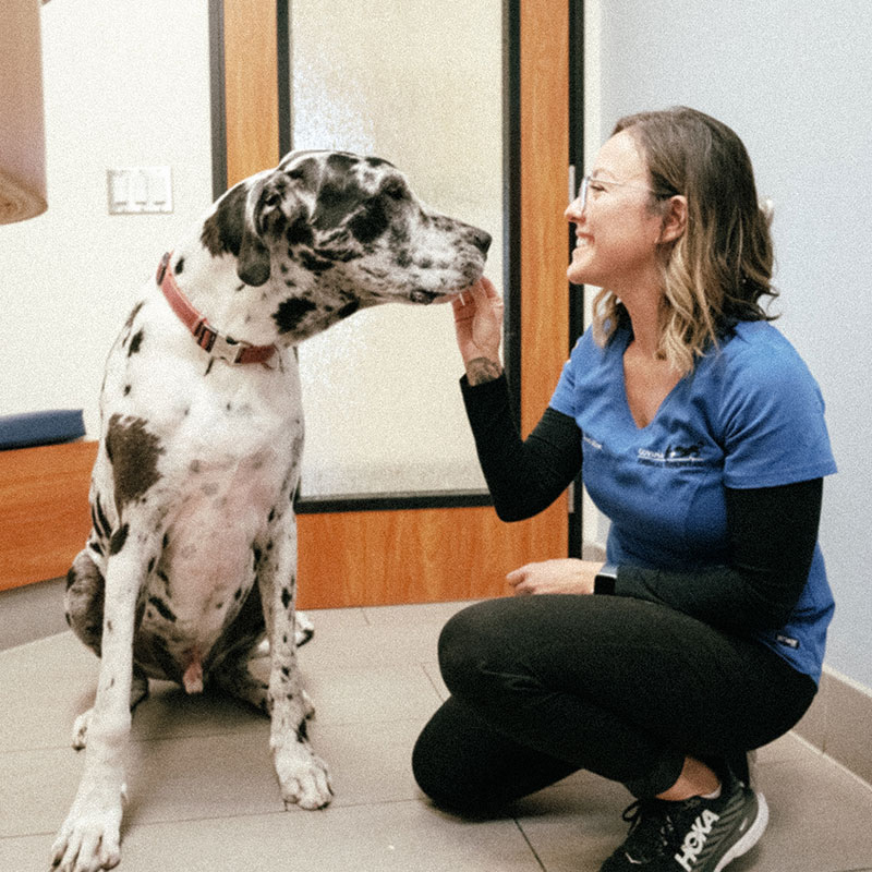 How To Prepare Your Pet For A Veterinary Visit - Vet in Covina | Covina ...