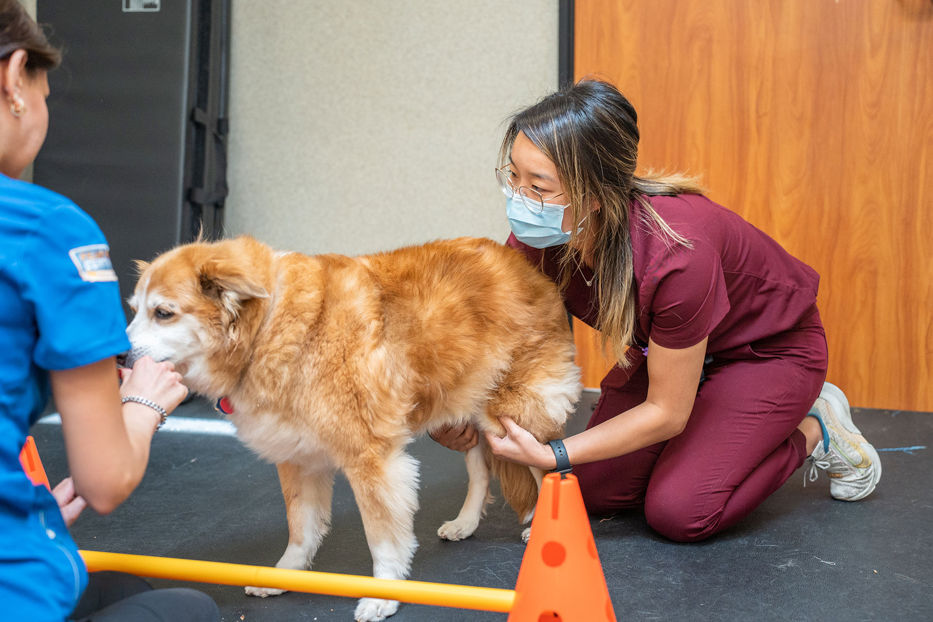 Rehabilitation Therapy - Vet in Covina | Covina Animal Hospital